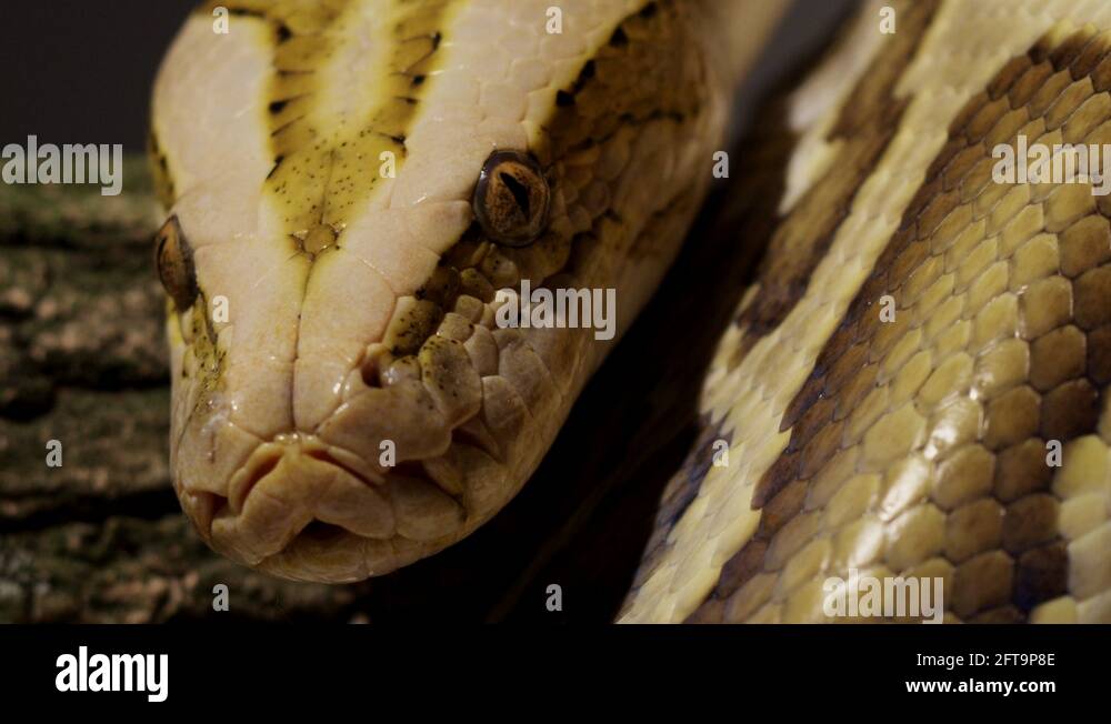 Most beautiful snake Stock Videos & Footage - HD and 4K Video Clips - Alamy