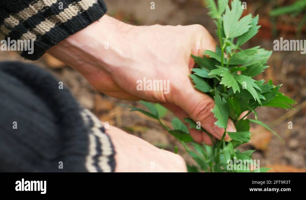 Levisticum officinale Stock Videos & Footage - HD and 4K Video Clips ...