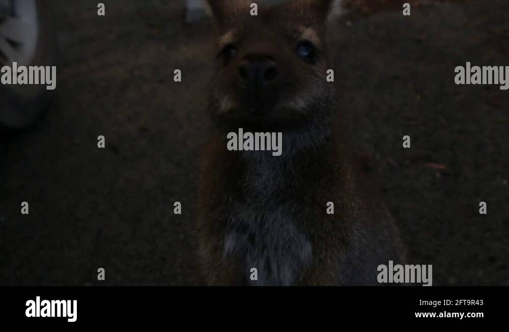Wallaby head kangaroo marsupial cute Stock Videos & Footage - HD and 4K Video Clips - Alamy