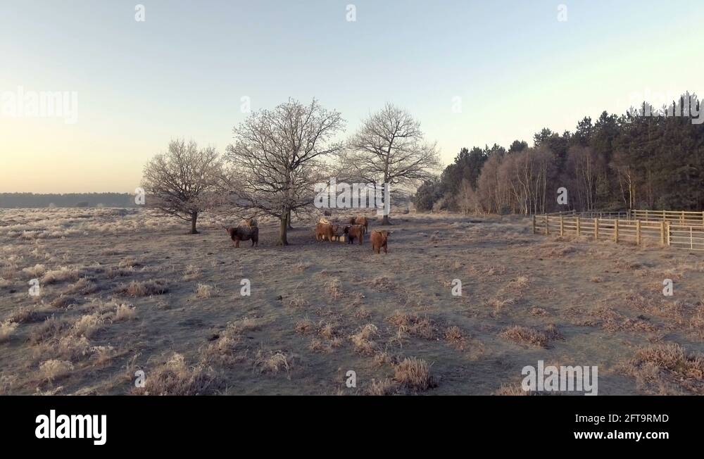Woolly cattle Stock Videos & Footage - HD and 4K Video Clips - Alamy