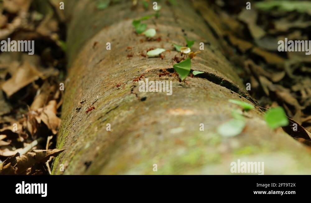 Gongylidia Stock Videos & Footage - HD and 4K Video Clips - Alamy