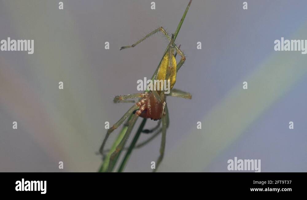 Insect Sac Yellow Spider Cheiracanthium mildei upright sitting on leaf ...