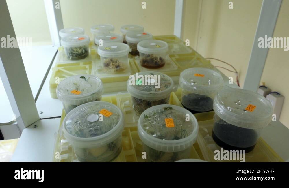 Rare engineering Stock Videos & Footage - HD and 4K Video Clips - Alamy