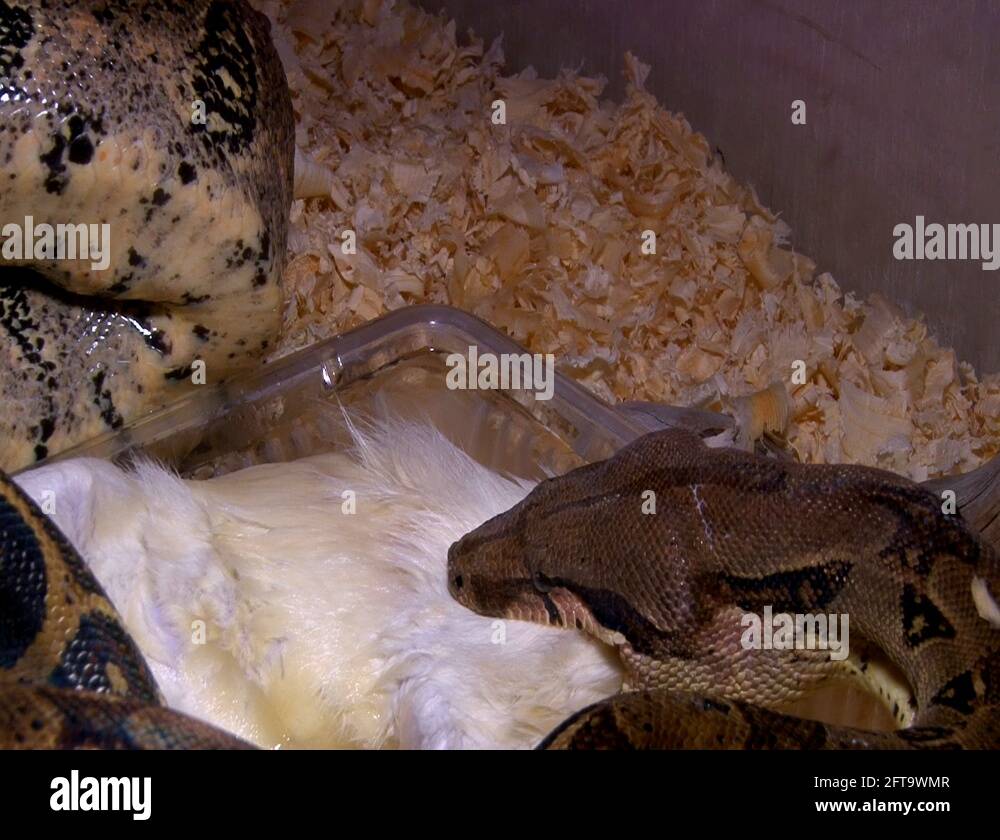 Constrictor boa Stock Videos & Footage - HD and 4K Video Clips - Alamy