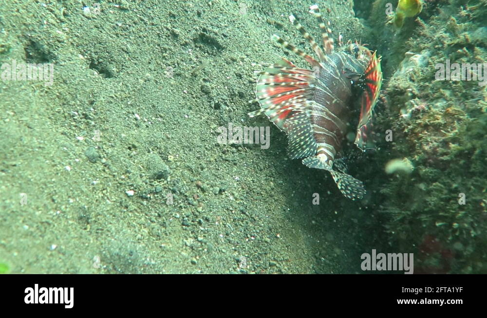 Ragged fin lionfish Stock Videos & Footage - HD and 4K Video Clips - Alamy