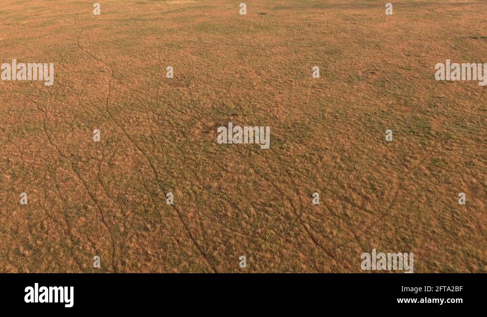 Animals paths Stock Videos & Footage - HD and 4K Video Clips - Alamy