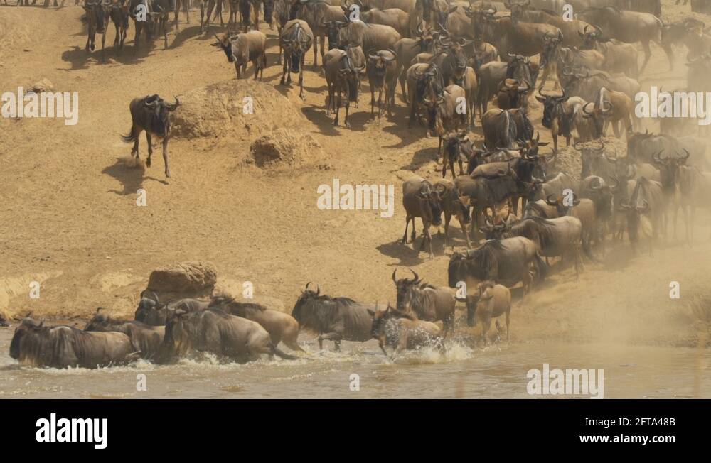 Mass migration Stock Videos & Footage - HD and 4K Video Clips - Alamy