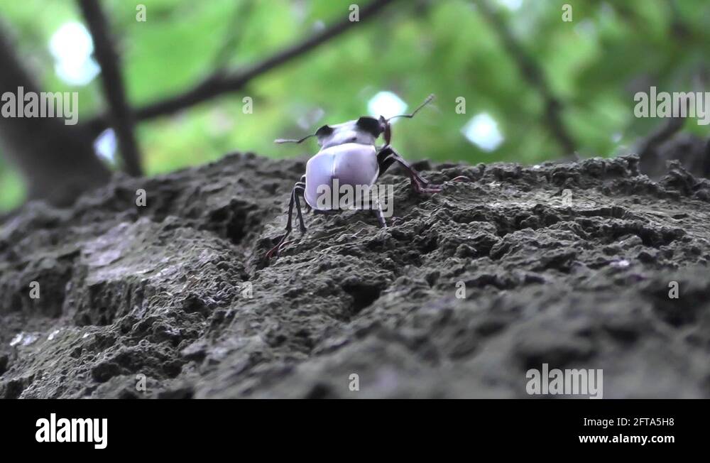 Oak bark beetle Stock Videos & Footage - HD and 4K Video Clips - Alamy