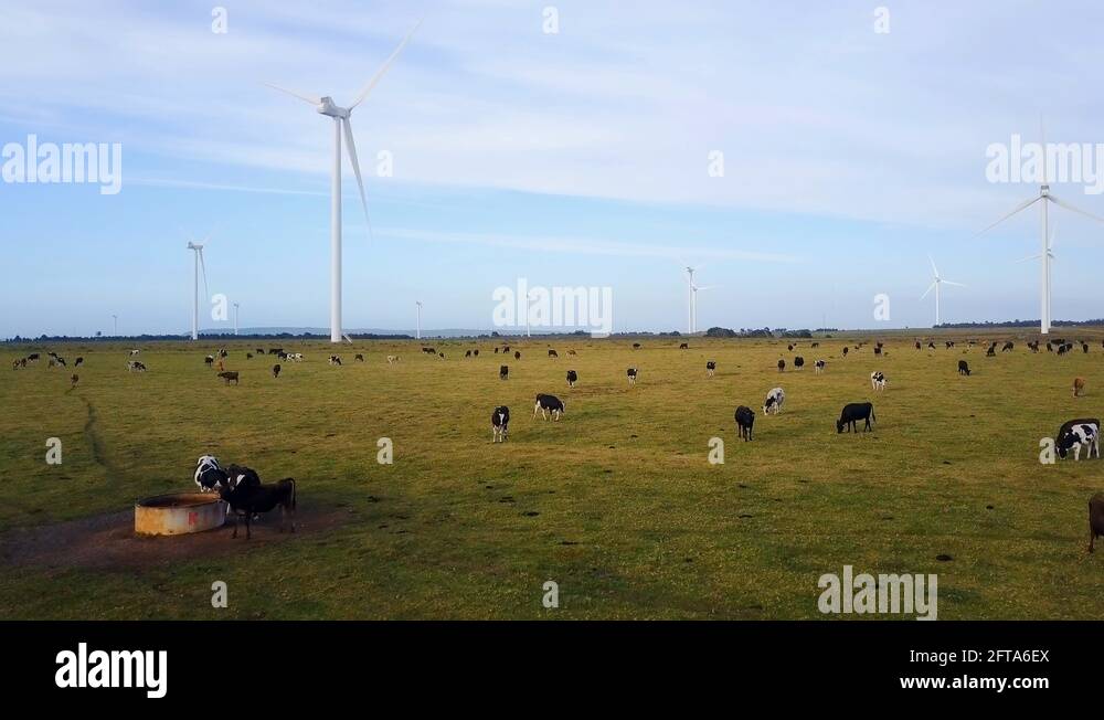 Cow energy Stock Videos & Footage - HD and 4K Video Clips - Alamy