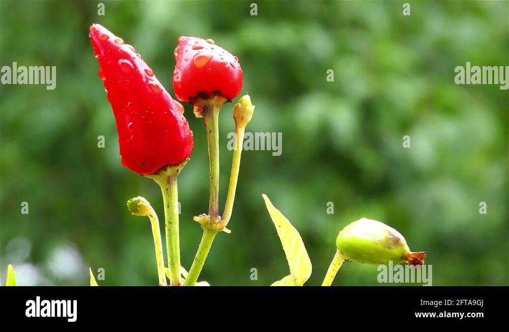 Red paprika tree Stock Videos & Footage - HD and 4K Video Clips - Alamy