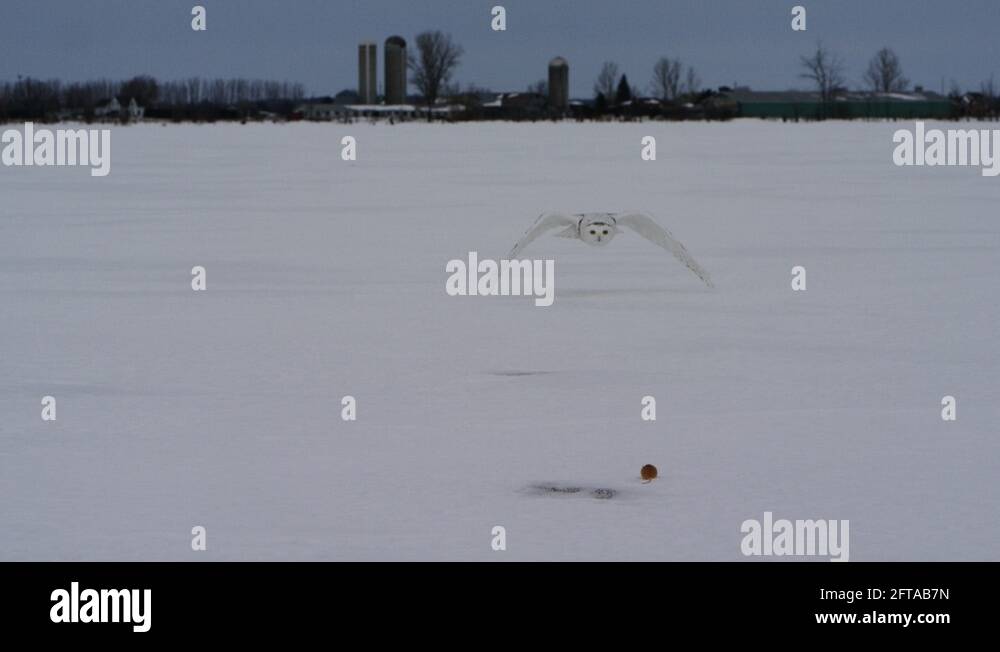 Flying mouse Stock Videos & Footage - HD and 4K Video Clips - Alamy