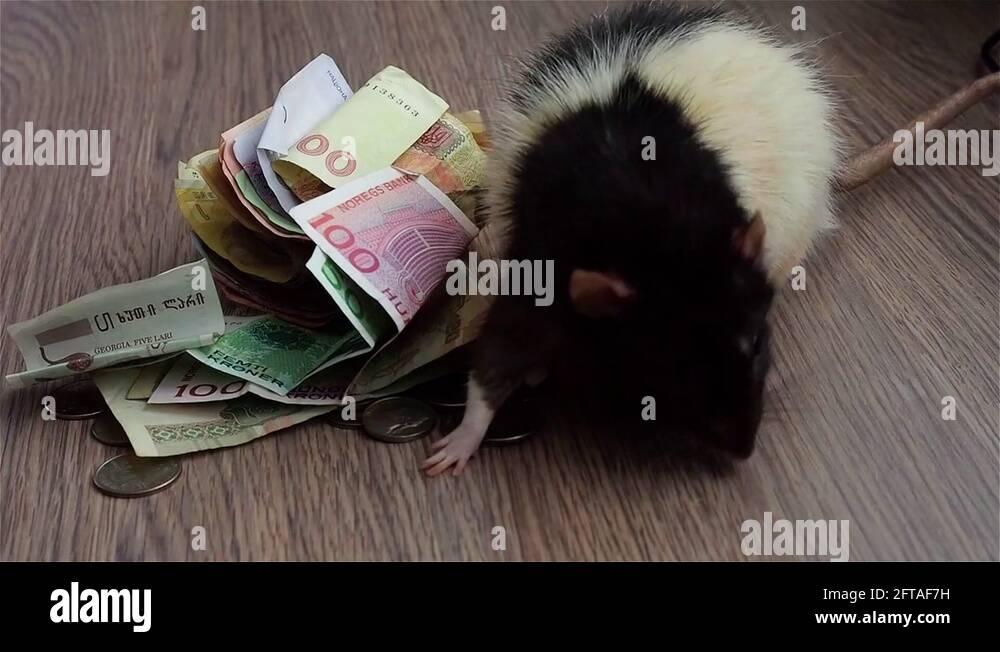 White albino domestic rat rattus Stock Videos & Footage - HD and 4K ...