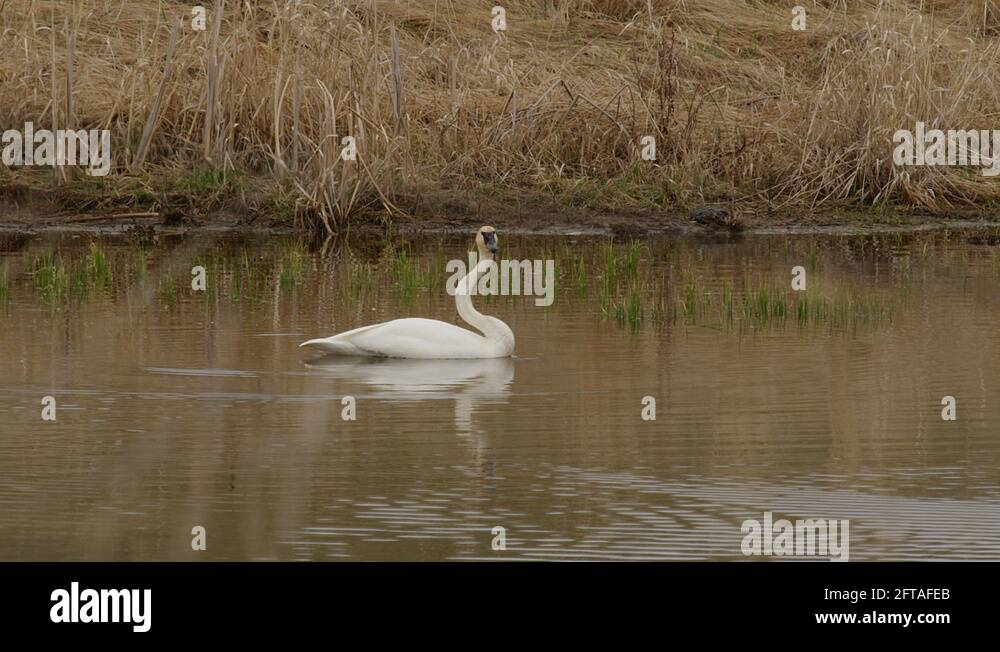 Curved swan neck Stock Videos & Footage - HD and 4K Video Clips - Alamy