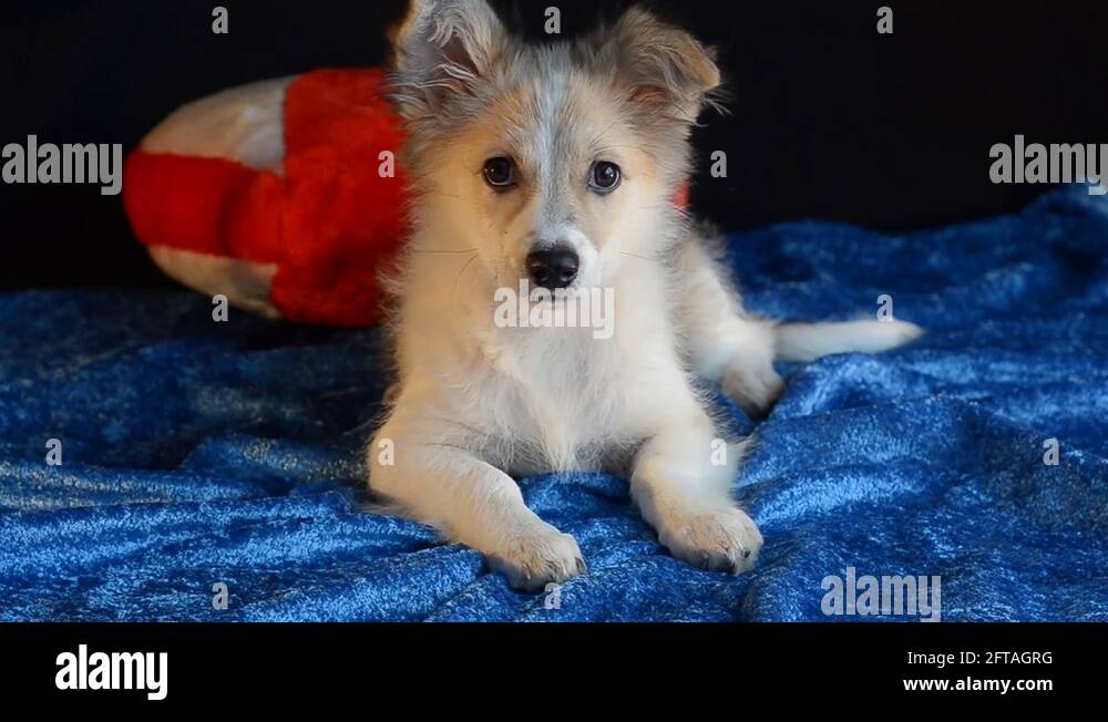 Spotted dog blanket Stock Videos & Footage - HD and 4K Video Clips - Alamy