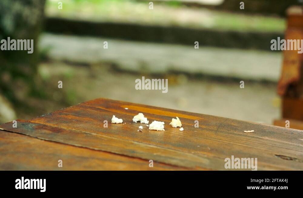 Concrete bird table Stock Videos & Footage - HD and 4K Video Clips - Alamy