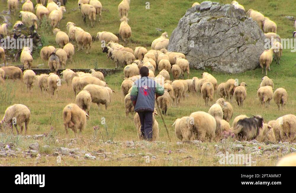 Young shepherd with sheep Stock Videos & Footage - HD and 4K Video ...