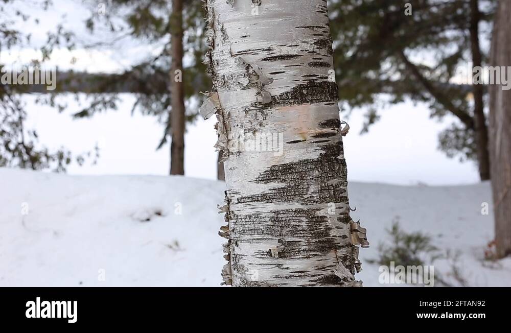 Birch tree in the winter Stock Videos & Footage - HD and 4K Video Clips ...