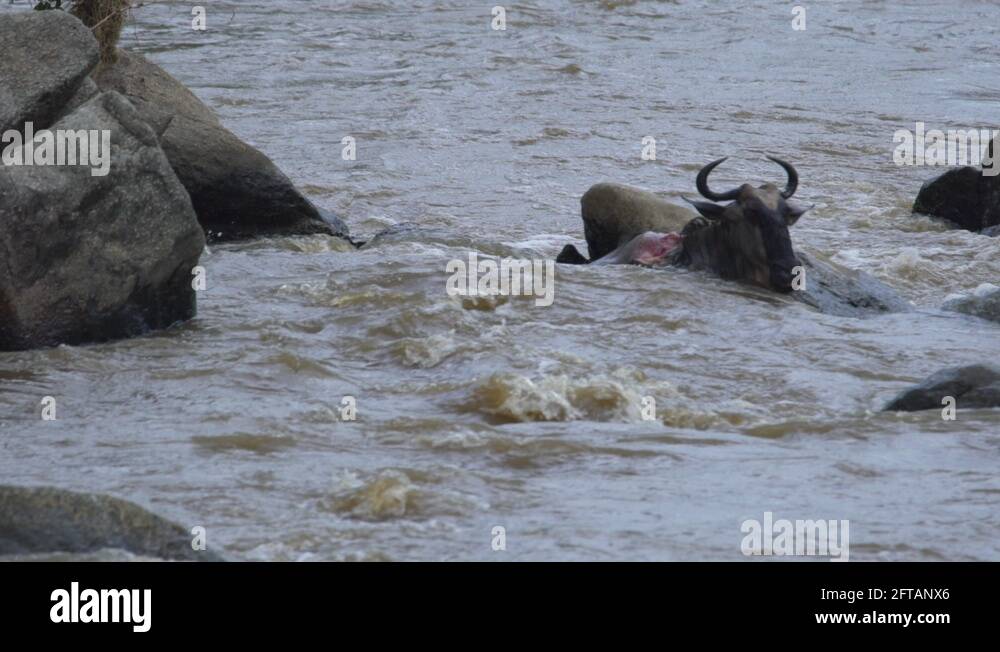 Wildebeest crocodile Stock Videos & Footage - HD and 4K Video Clips - Alamy