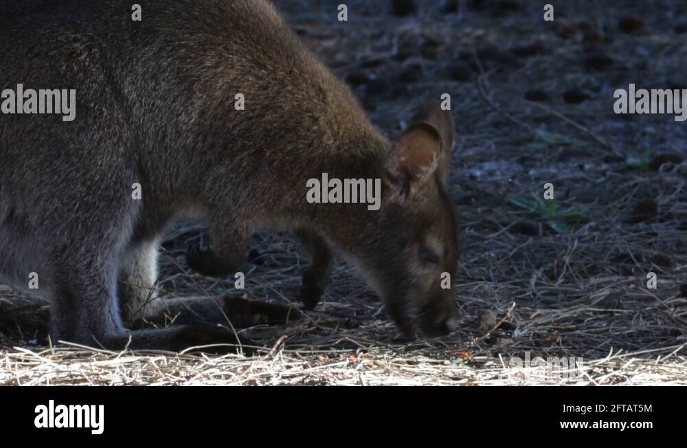 Female wallaby Stock Videos & Footage - HD and 4K Video Clips - Alamy