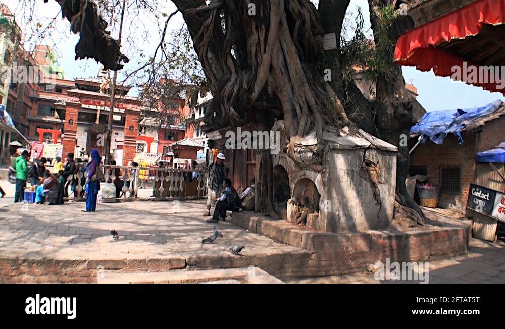 Nepal kathmandu asia old tree Stock Videos & Footage - HD and 4K Video ...