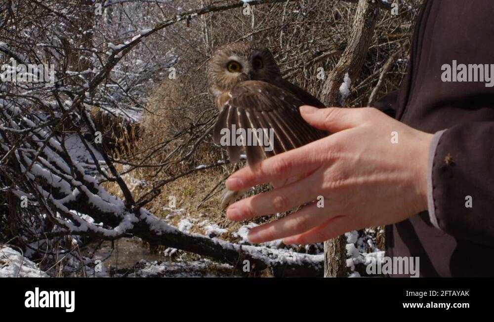 Snow owl feet Stock Videos & Footage - HD and 4K Video Clips - Alamy