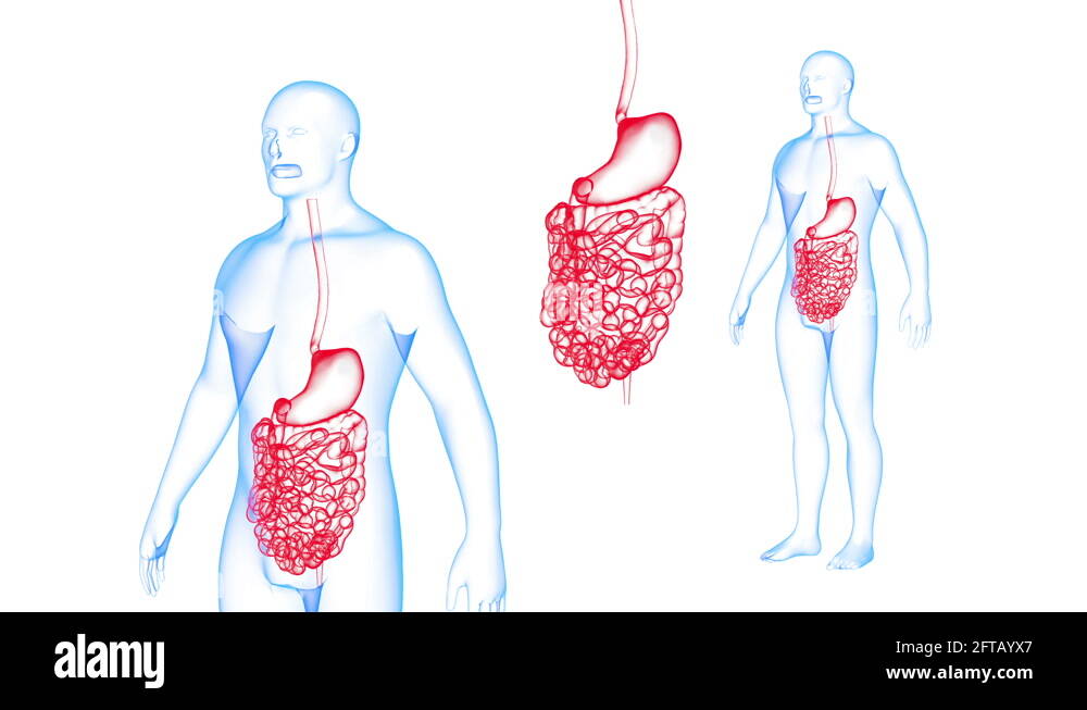 Human Body GI tract X-ray effects Loop Rotation. 3d render Stock Video ...