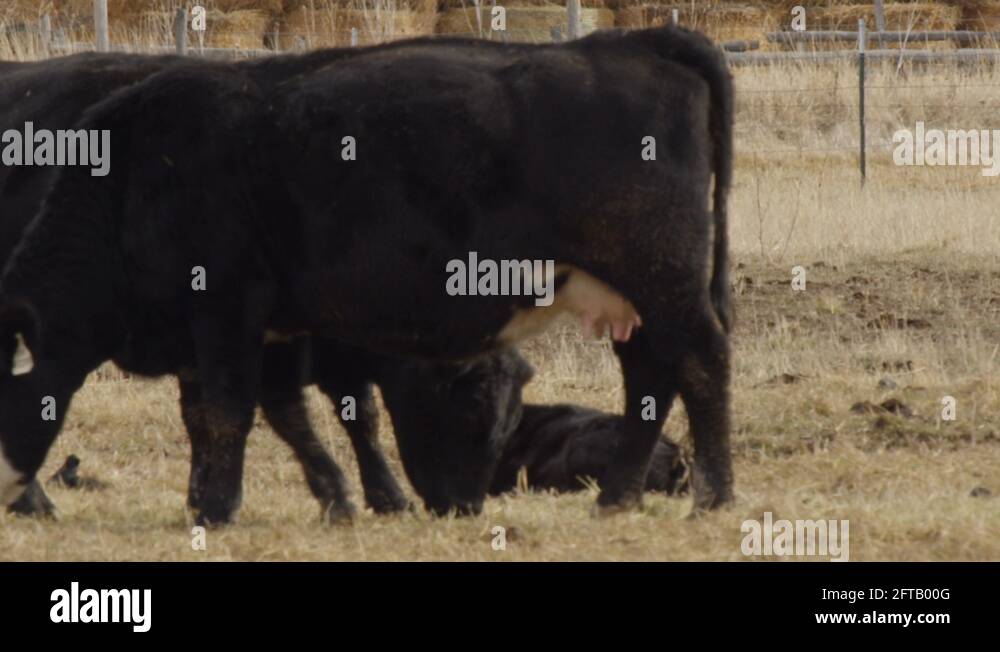 Calf eyes Stock Videos & Footage - HD and 4K Video Clips - Alamy