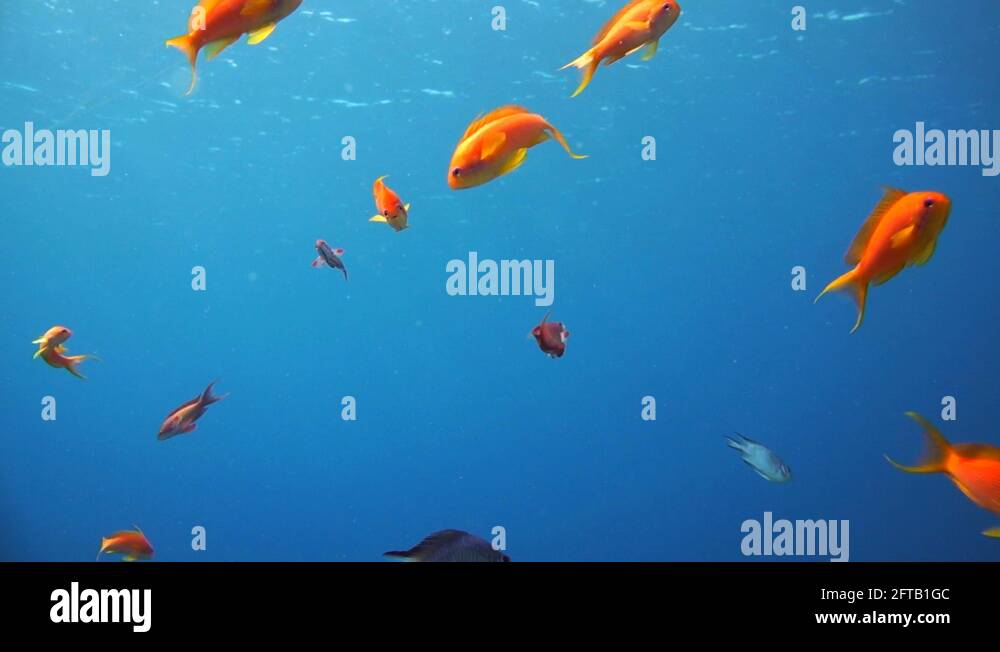 A large group of fish swim in the Red Sea Stock Video Footage - Alamy