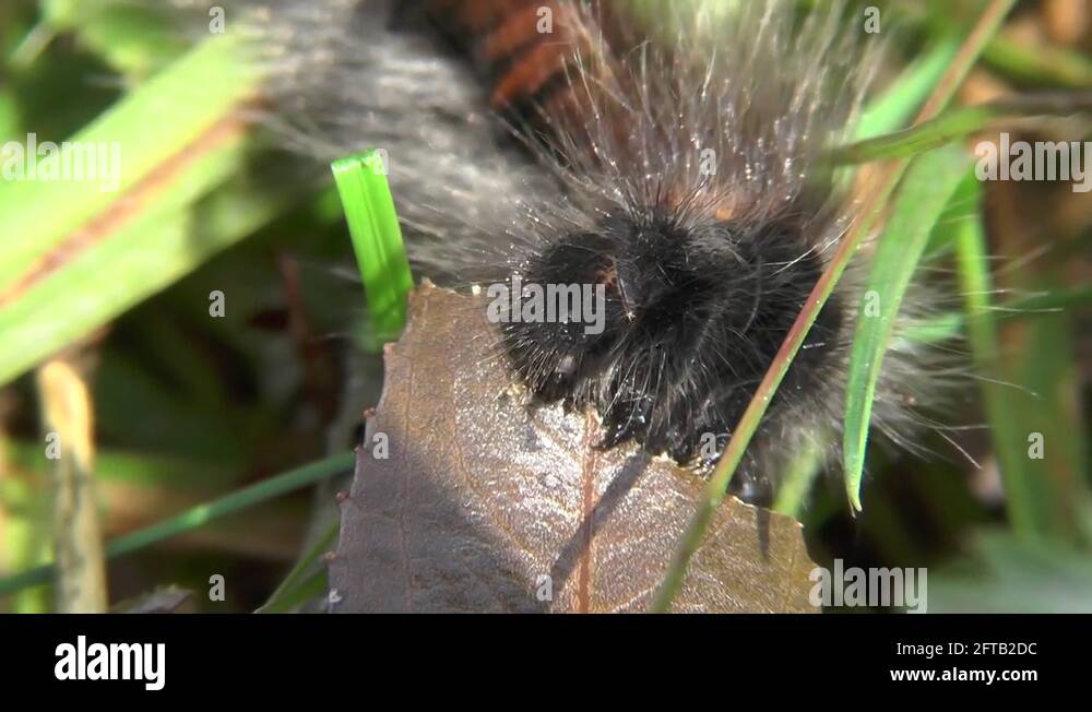 Macrothylacia rubi fox moth Stock Videos & Footage - HD and 4K Video ...