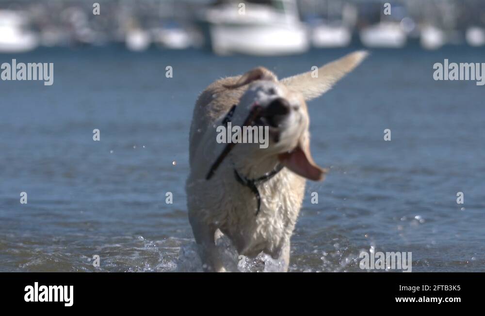 Dog shaking of water Stock Videos & Footage - HD and 4K Video Clips - Alamy