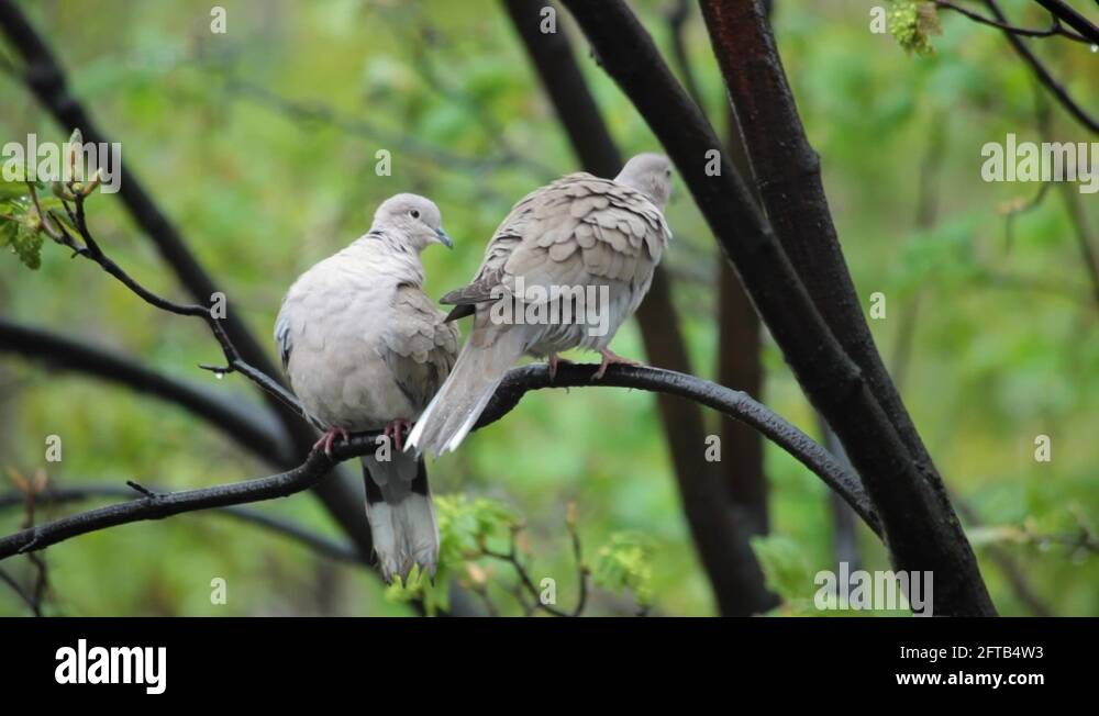 Collared dove feathers Stock Videos & Footage - HD and 4K Video Clips ...