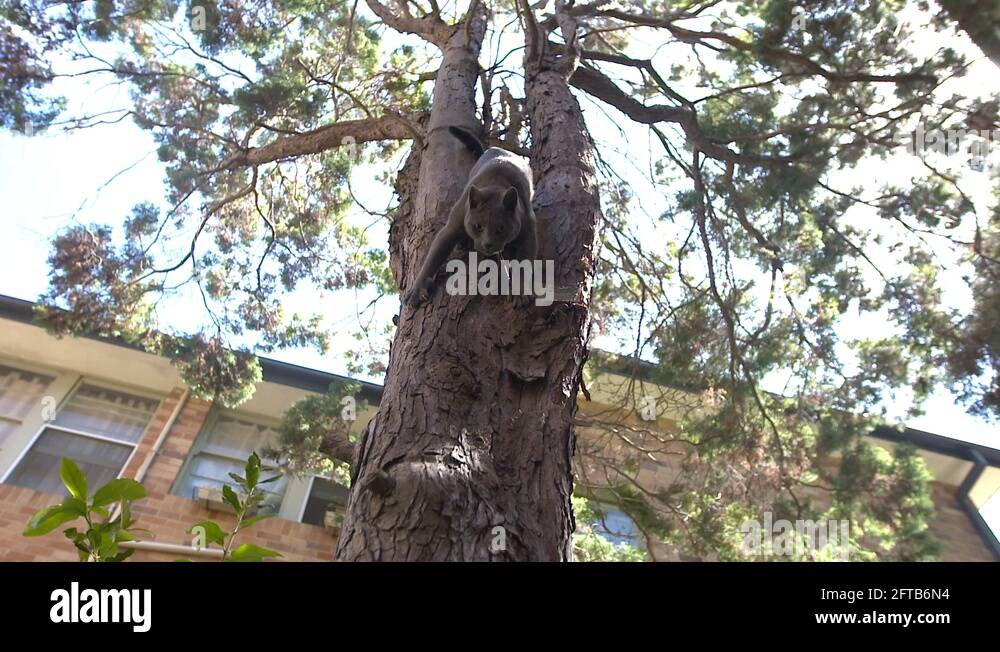 Cat up tree Stock Videos & Footage - HD and 4K Video Clips - Alamy