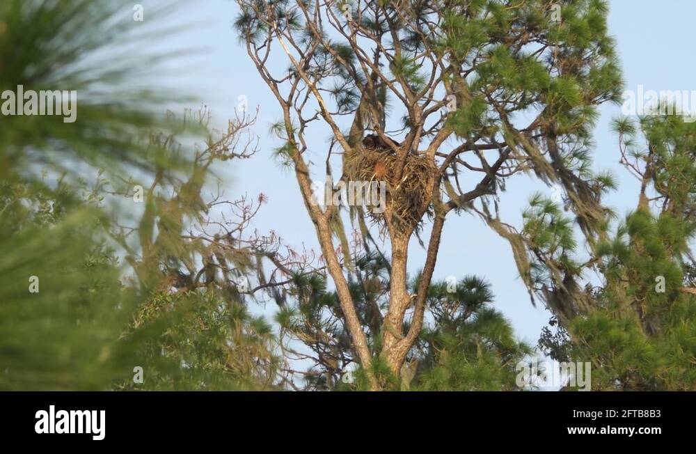Bald eagle flying from tree Stock Videos & Footage - HD and 4K Video ...