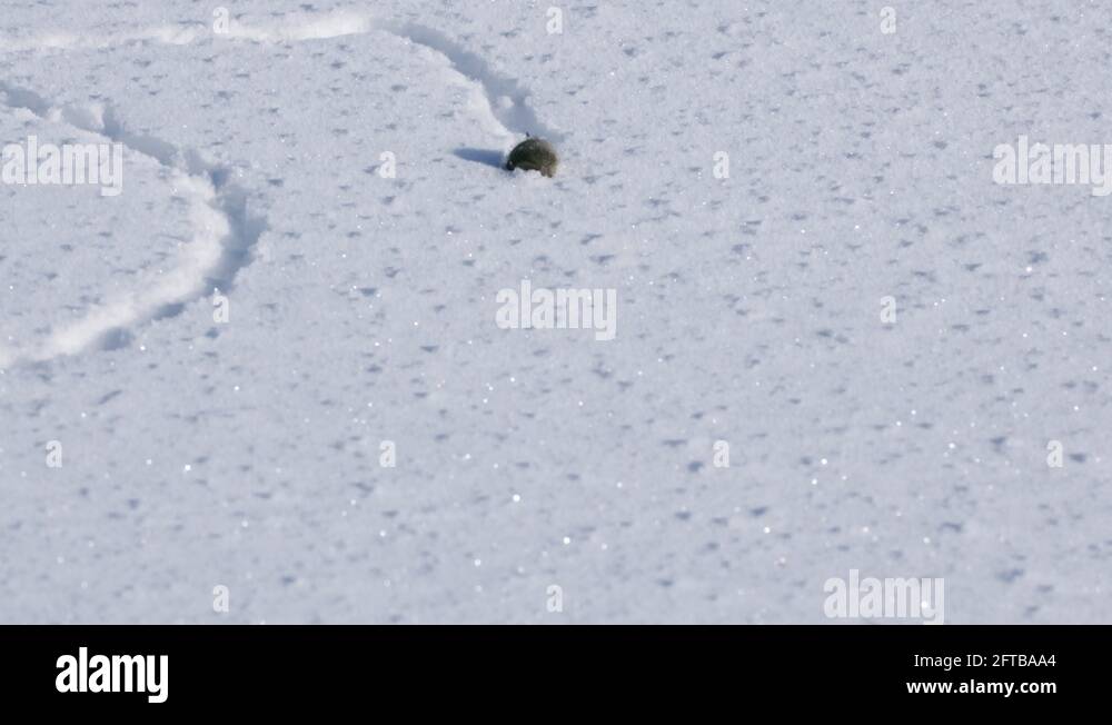Snow mouse Stock Videos & Footage - HD and 4K Video Clips - Alamy