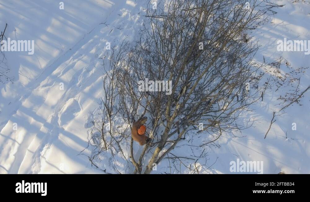 Trims branches Stock Videos & Footage - HD and 4K Video Clips - Alamy