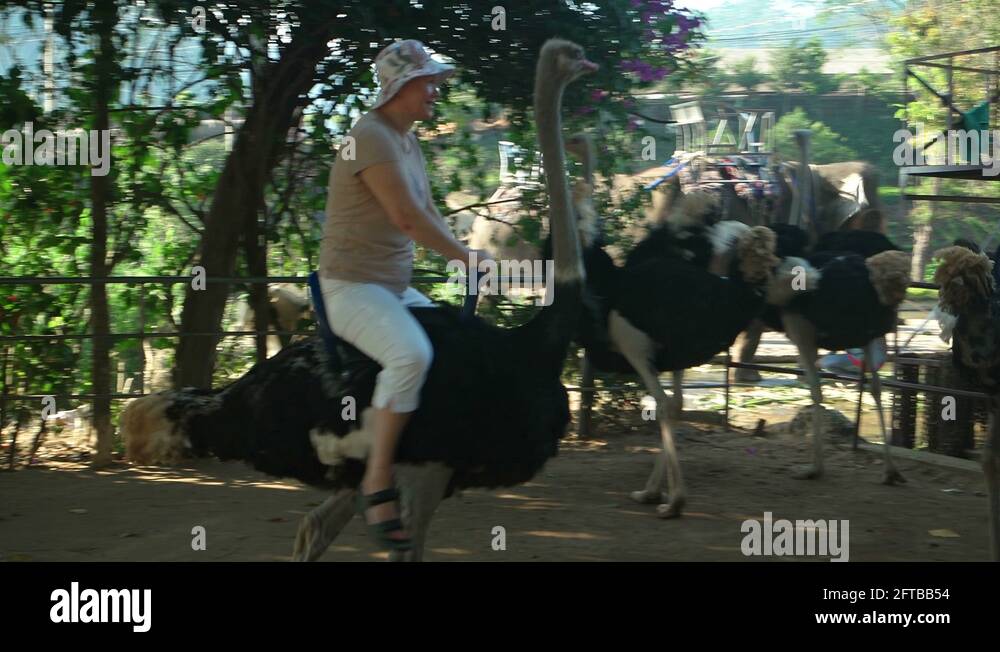 Riding of ostriches Stock Videos & Footage - HD and 4K Video Clips - Alamy