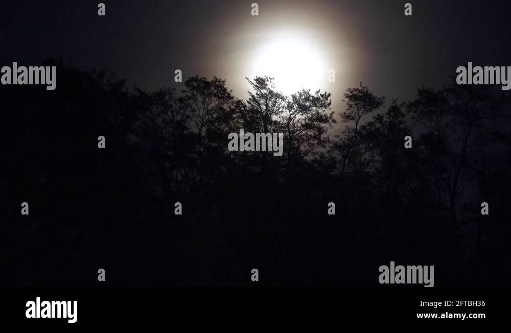 Night wildlife natural wallpaper Stock Videos & Footage - HD and 4K ...