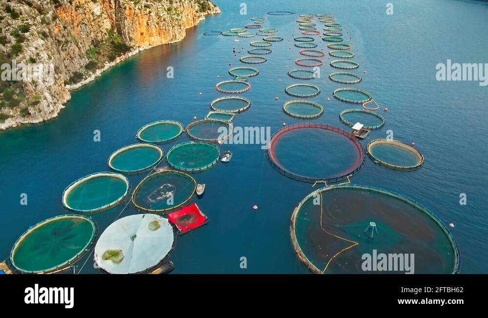 Mesh cages Stock Videos & Footage - HD and 4K Video Clips - Alamy