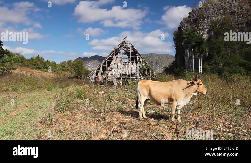 Traditional drying shed Stock Videos & Footage - HD and 4K Video Clips ...