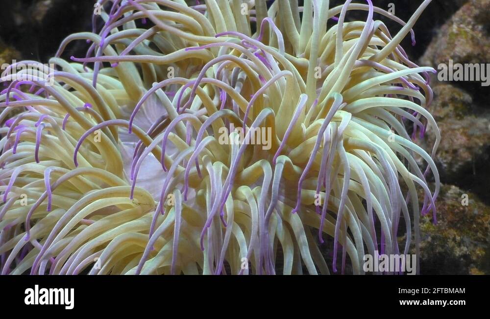 Snakelocks anemone Stock Videos & Footage - HD and 4K Video Clips - Alamy
