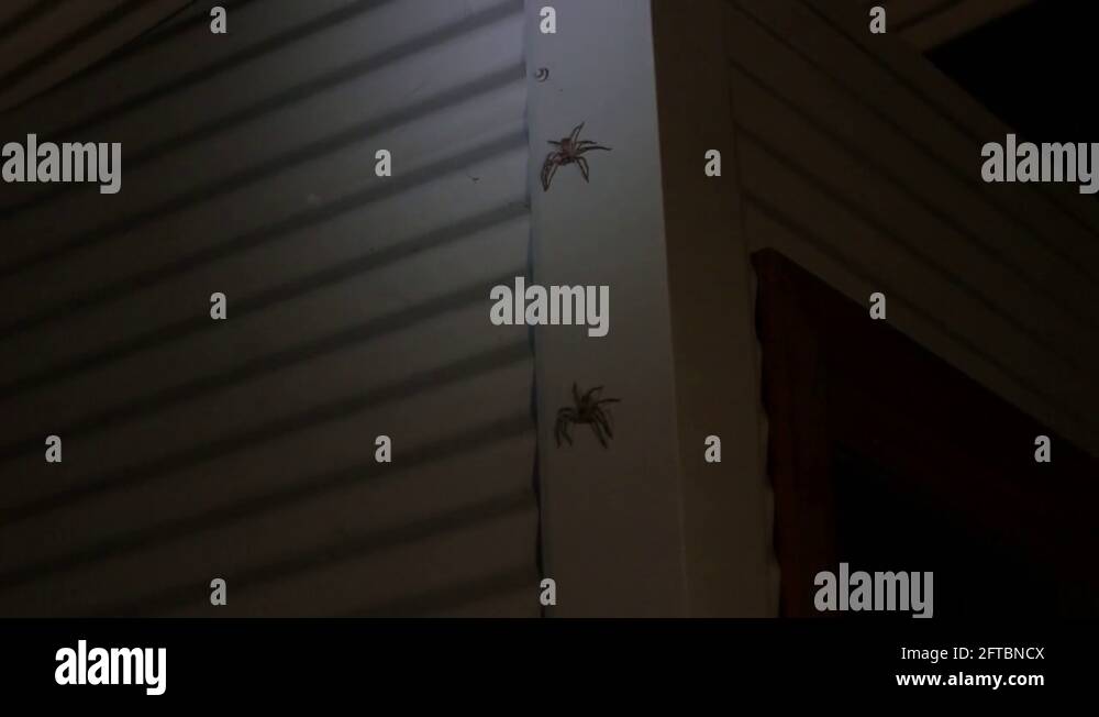 Huntsman spider house Stock Videos & Footage - HD and 4K Video Clips ...