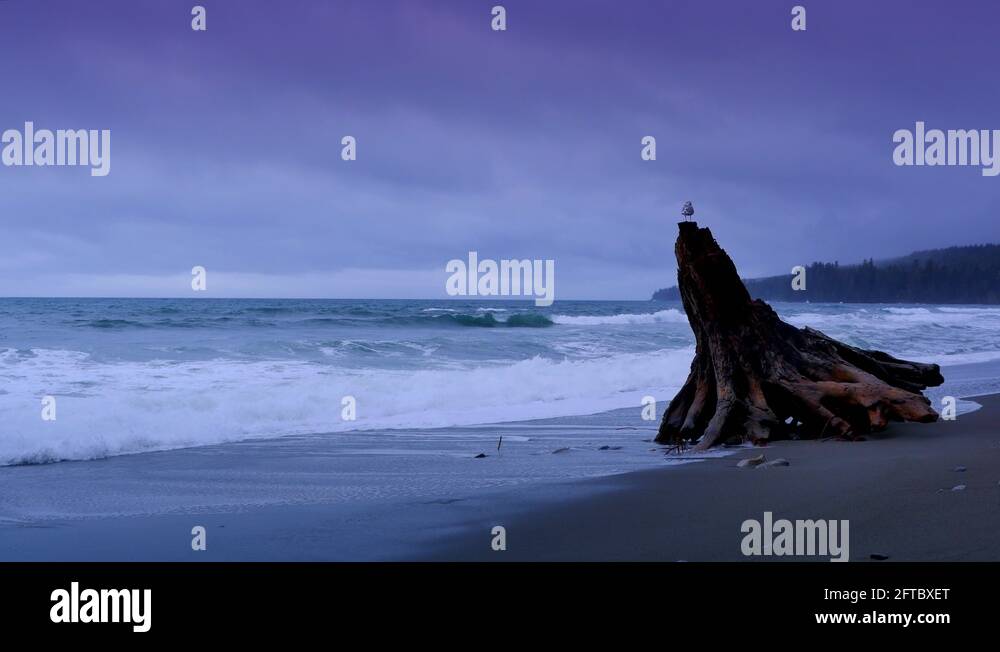 Drift log Stock Videos & Footage - HD and 4K Video Clips - Alamy