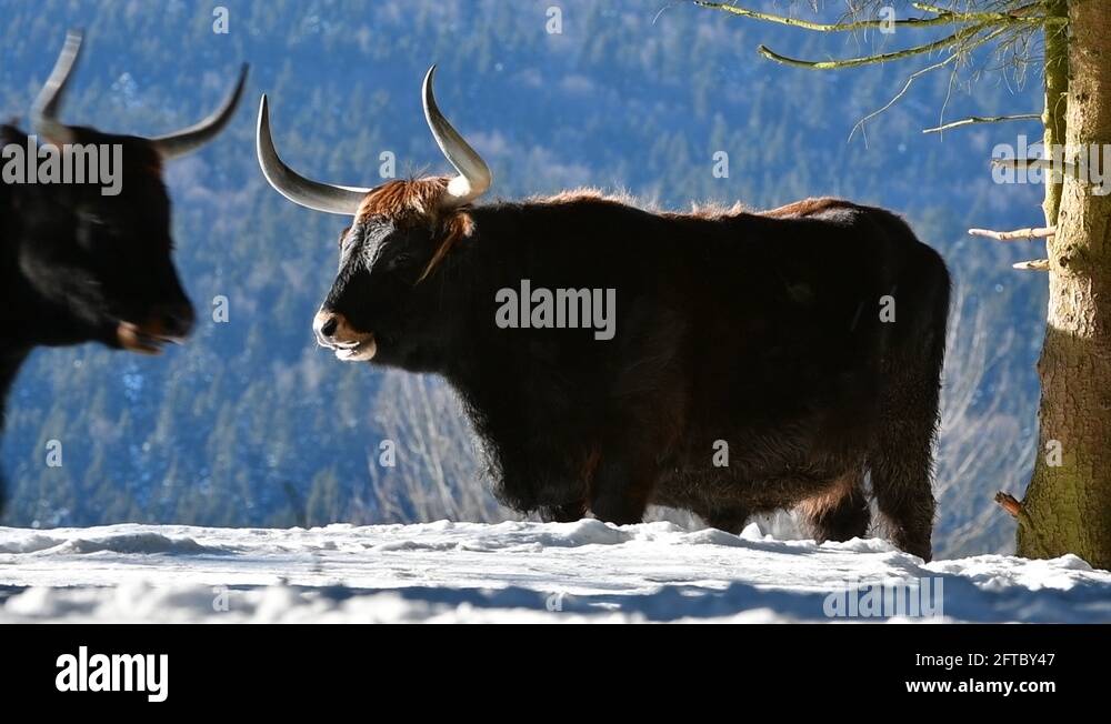 Heck cattle bull under tree in snow in winter and other male passing by ...