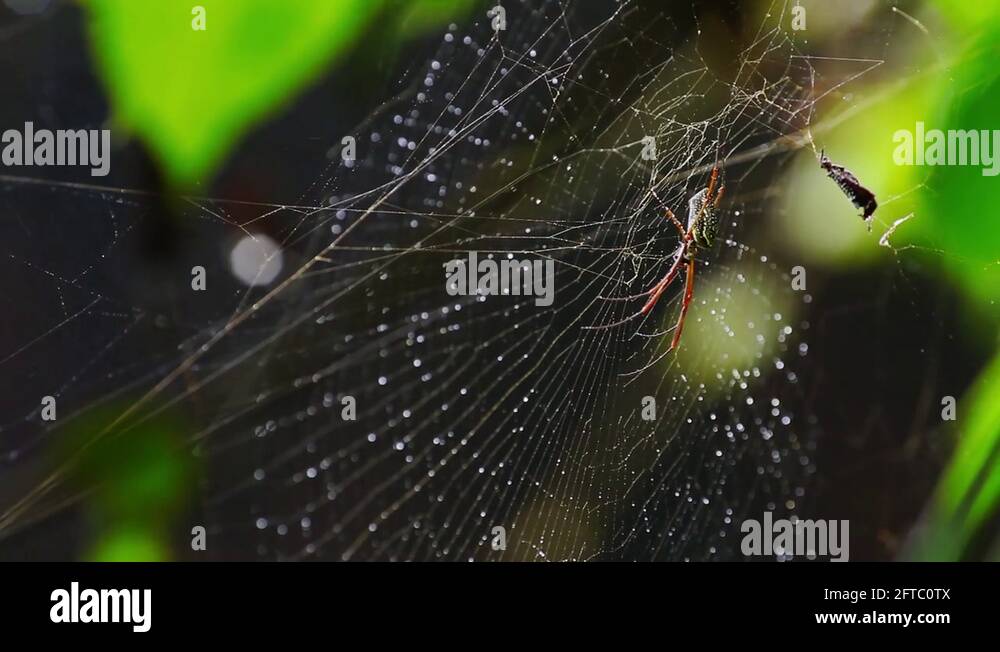 Giant water spiders Stock Videos & Footage - HD and 4K Video Clips - Alamy