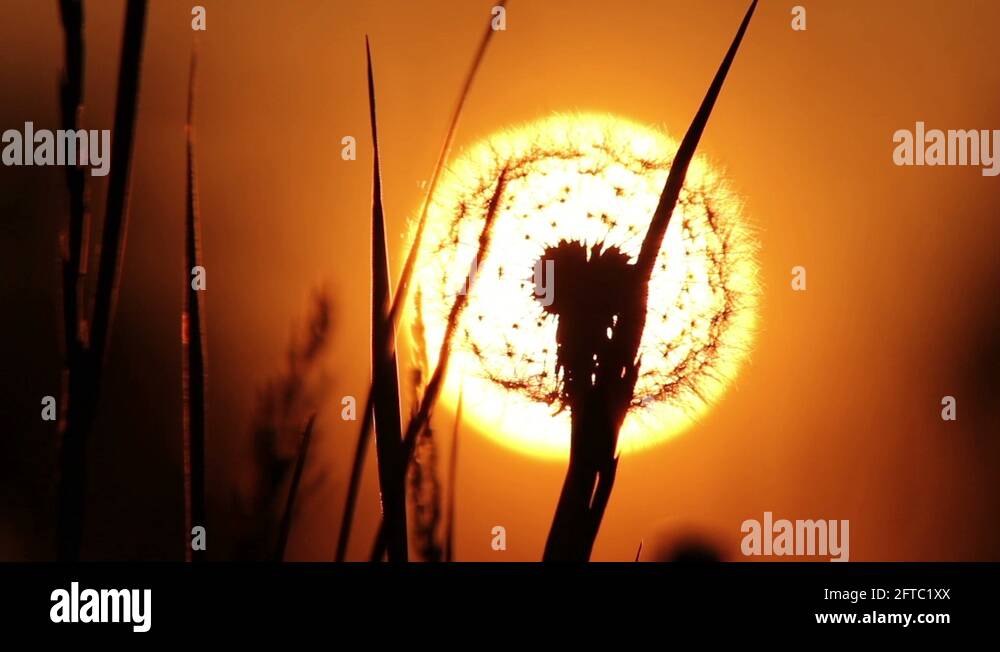 Beautiful british insects Stock Videos & Footage - HD and 4K Video ...