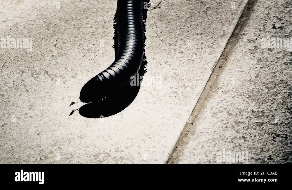 Centipede close up Stock Videos & Footage - HD and 4K Video Clips - Alamy