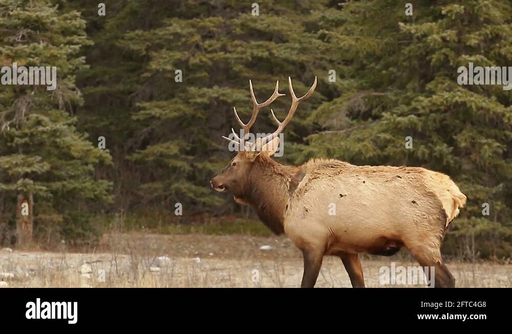 Elk bull side view head Stock Videos & Footage - HD and 4K Video Clips ...