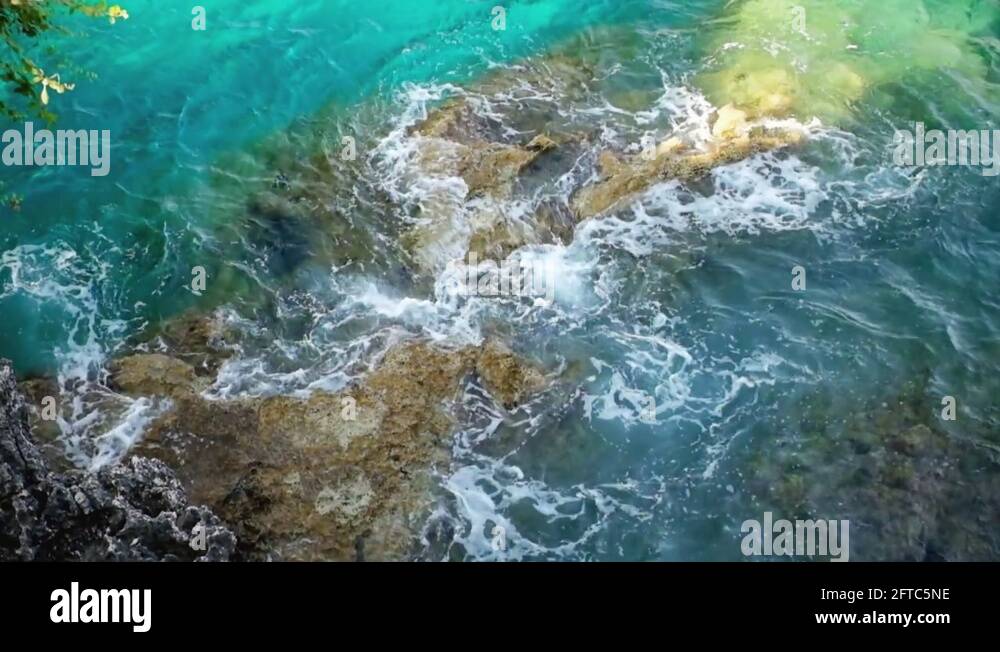 Sea blight Stock Videos & Footage - HD and 4K Video Clips - Alamy