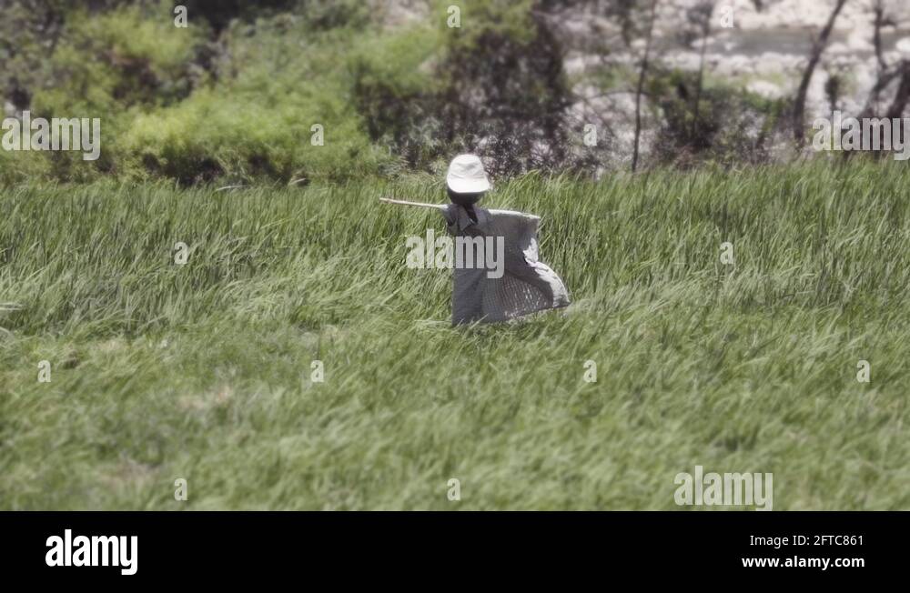 Scarecrow sheep Stock Videos & Footage - HD and 4K Video Clips - Alamy