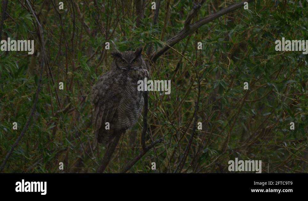 Wind and the willows Stock Videos & Footage - HD and 4K Video Clips - Alamy